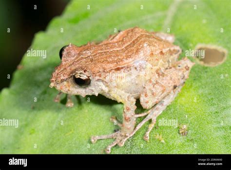 Mutable Frog Hi Res Stock Photography And Images Alamy
