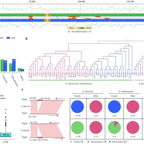 Identification Of Transposable Element Insertion Polymorphisms TIPs Download Scientific