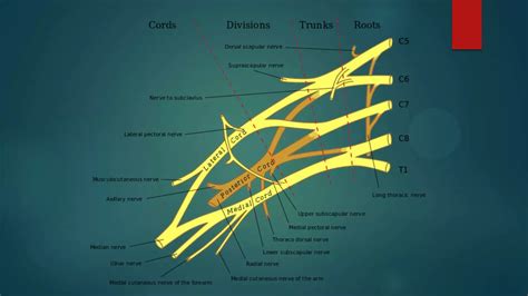 Brachial Plexus Ppt