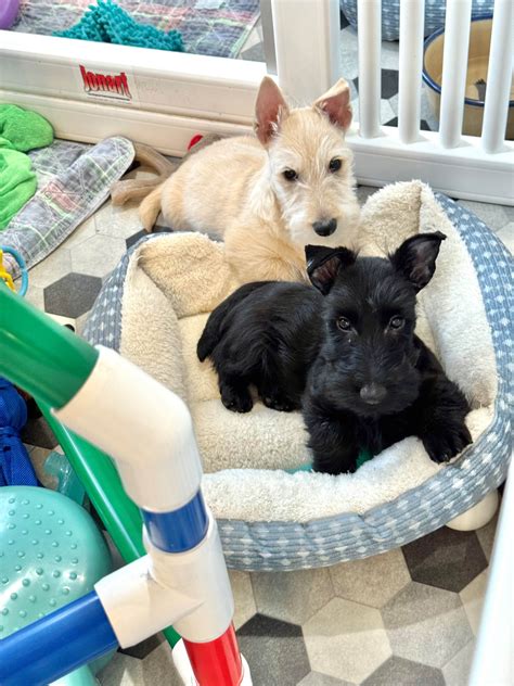 Scottish Terrier Scottie Puppies For Sale
