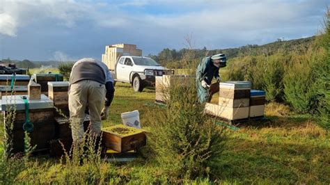 Kauri Park — New Zealand Plant Nursery