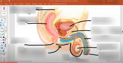 Male Reproductive Diagram 1 Diagram Quizlet