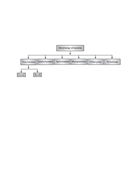 Morphological Classification Of Bacteria Pdf Bacteria Immunology