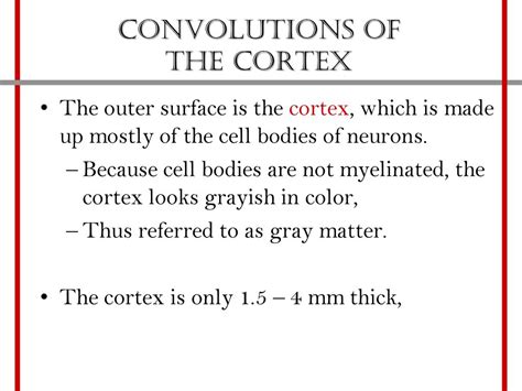 The Functions Of The Nervous System The Central Nervous System Ppt