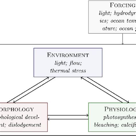 Design Of The Biophysical Model The Biophysical Processes Are