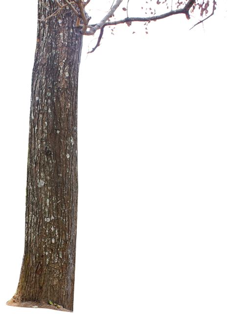 PNG Tree Trunk Transparent Tree Trunk PNG Images PlusPNG