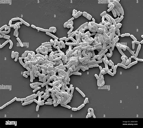 Lactobacillus Casei Bacteria Scanning Electron Micrograph Sem