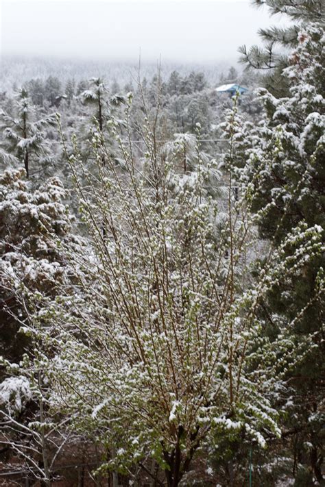 картинки дерево природа лес филиал снег зима лист цветок мороз Погода ботаника