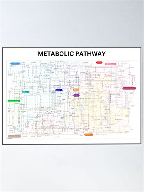 Metabolic Pathway Map Poster