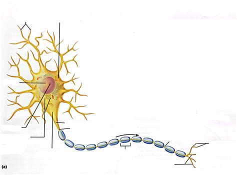 Aandp Exercise 15 Motor Neuron Diagram Quizlet