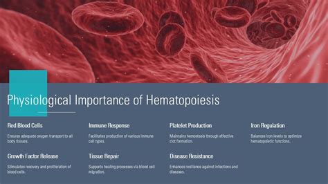 Physiological Importance Of Hematopoiesis Compensatory Hematopoiesis