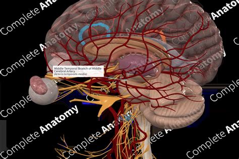 Middle Temporal Branch Of Middle Cerebral Artery Complete Anatomy