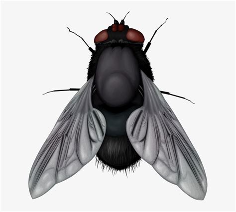 Fly Png 623x658 Png Download Pngkit