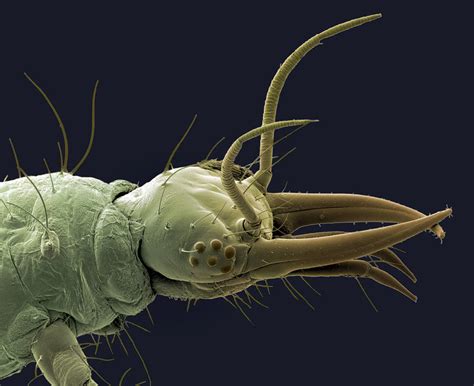 Lacewing Larva Head Sem Photograph By Steve Gschmeissner Fine Art