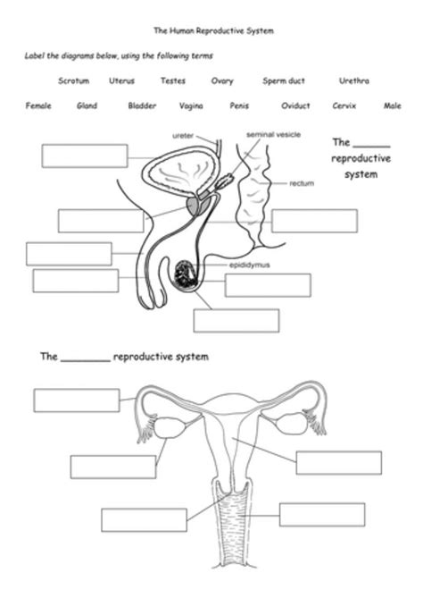 Female Reproductive System Activity Sheet