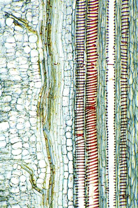 Longitudinal Section Of A Stem