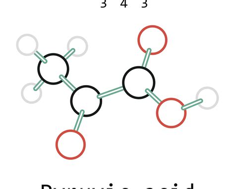 What Is Pyruvate Pyruvic Acid