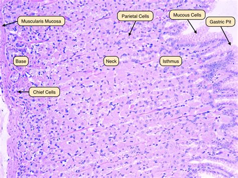 Stomach Histology Layers