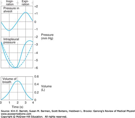 Introduction To Pulmonary Structure Mechanics Basicmedical Key