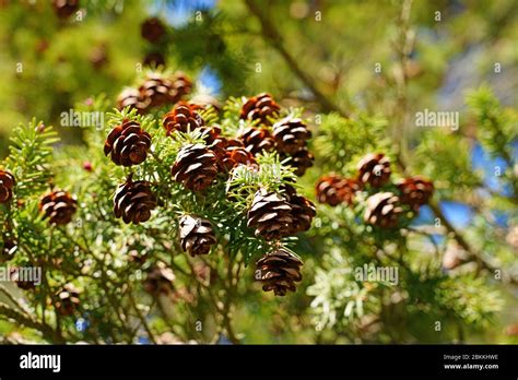 Hemlock Pine Hi Res Stock Photography And Images Alamy