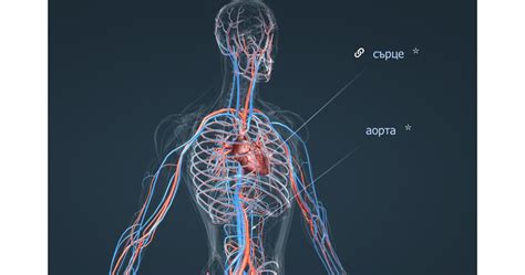 Сърдечно съдовите заболявания протичат по различно при жените 24 Здраве