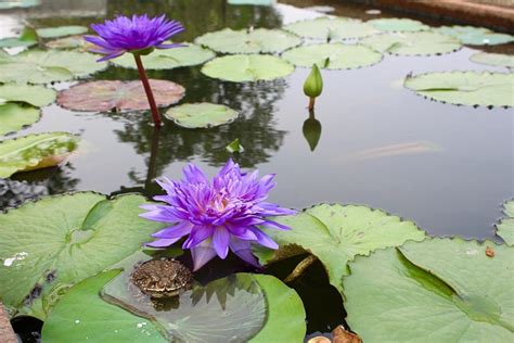Water Lily Pink Blossomed Free Photo On Pixabay