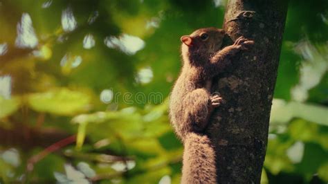 Squirrel Moving Around Tree Trunk On Sunny Evening Stock Video Video