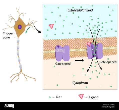 Neuron Stimulated By A Chemical Local Potential Generated At Plasma