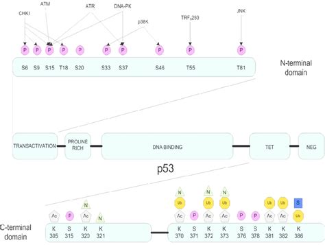 Posttranslational Modifications Of P53 A Wide Combination Of