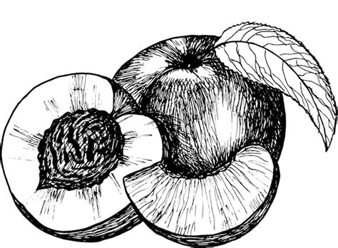 Premium Vector Peach Fruit And Sliced Pieces Sketch