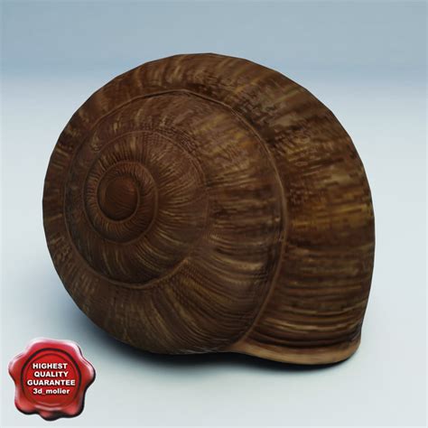 Snail Shell 3d Model