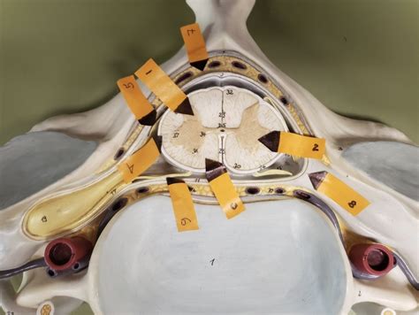 Lab 19 Station 2 Diagram Quizlet