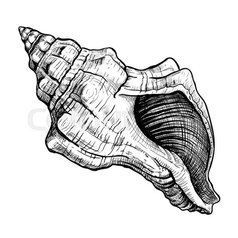 Seashell Sketch
