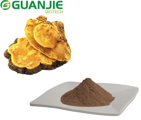 China Phellinus Linteus Mushroom Extracts Powder Manufacturers Suppliers Factory