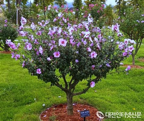 국립세종수목원 국민과 함께하는 나라꽃 ‘무궁화 길 조성
