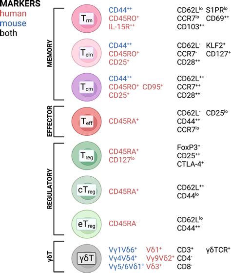 Frontiers Not Home Alone Antigen Presenting Cell T Cell Communication In Barrier Tissues