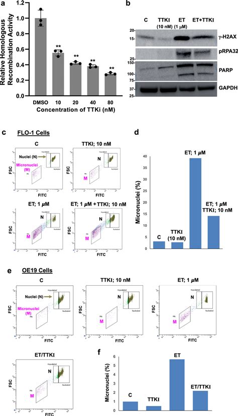 Small Molecule Inhibitor Of Ttk Inhibits Spontaneous Homologous Download Scientific Diagram