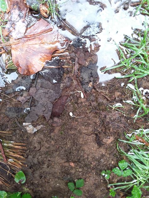 These Sprouting Seeds That Look Like Sperm Of Colossal Proportions R Mildlyinteresting