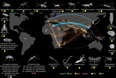 mosquito htt network red dots represent the species sampling site for download scientific