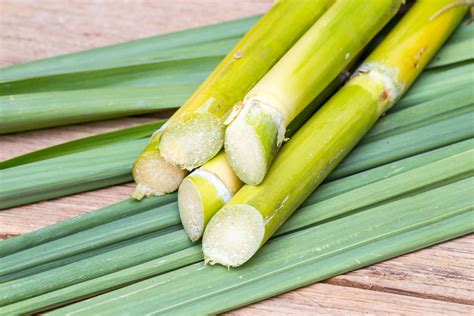 Differences Between Sugarcanes Learn Aobut Various Types Of Sugarcane