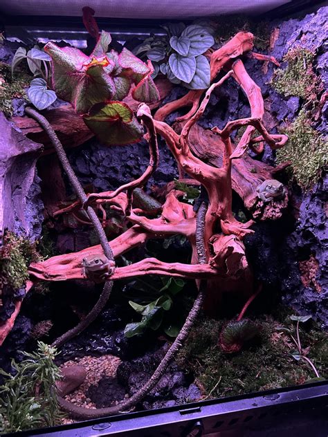 New Paludarium For The Froggos Rfrogs
