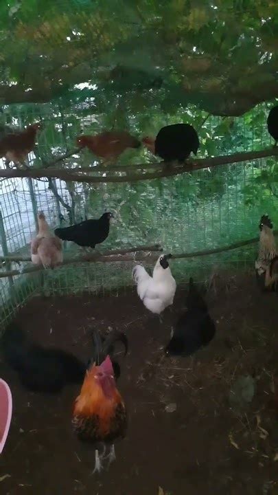 하루의 선물에 행복한 열매를 누르고 흔들어 넘치게 담아 퇴근 합니닭~ 대장수탉은 만족의 날개춤을 햇수탉 샛별이는 앗 털기춤을~ 내려왔다 다시ㅡ 모두 수고 하셨습니다 토닥