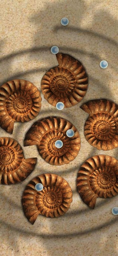 Ode To The Fibonacci Sequence Rpocketfrogs