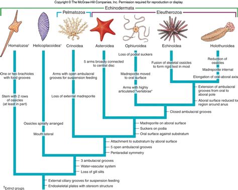 Phylum Echinodermata Tree