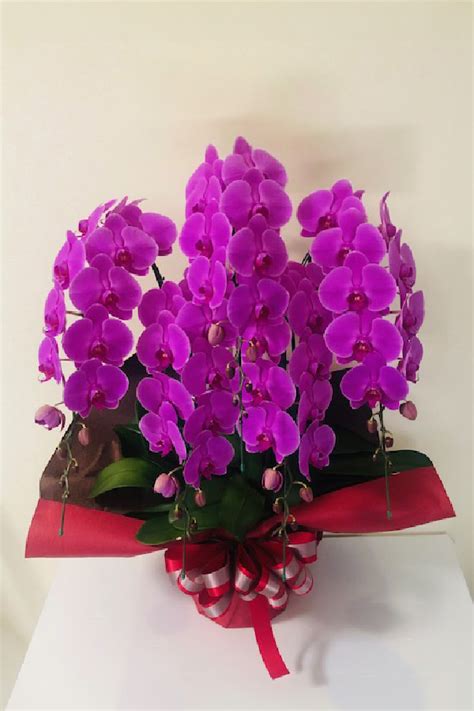 大輪胡蝶蘭（ピンク系）5本立｜55輪以上 オンラインフラワーショップ「はなとき」