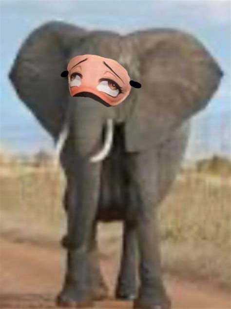 ELEPHANTCUM