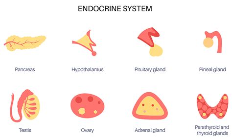 Reproductive Endocrinology Unlocking Fertility Secrets Reproductive