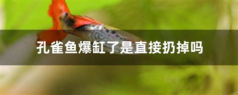 孔雀鱼爆缸了是直接扔掉吗 鱼百科