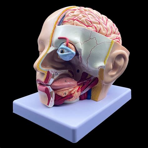 Xindam Human Head Anatomical Model 4 Part Life Size Head Desertcart Kuwait