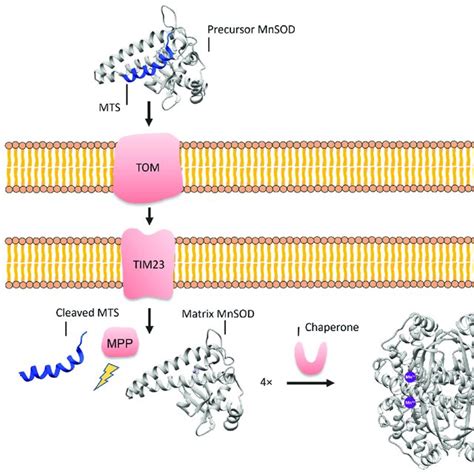 A Schematic Representation Of The Mitochondrial Protein Import The